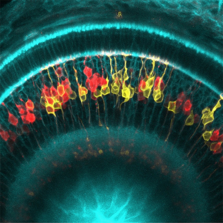 Jeff Mumm - The Solomon H Snyder Department of Neuroscience